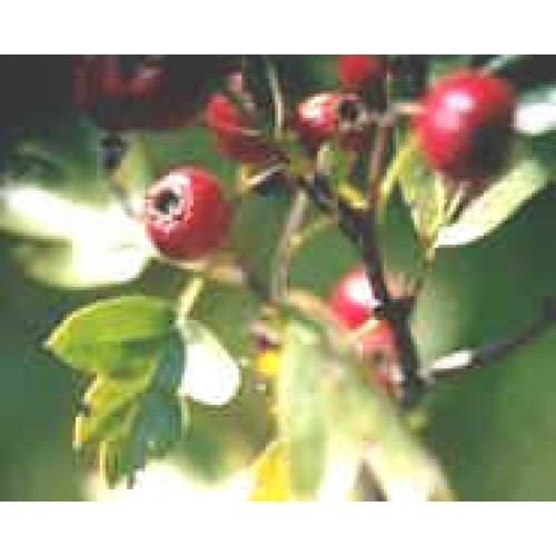 CHL Tea (formerly Cho-Less) (Not Available)